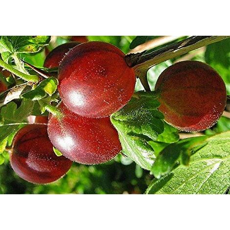 Fruit trees and bushes