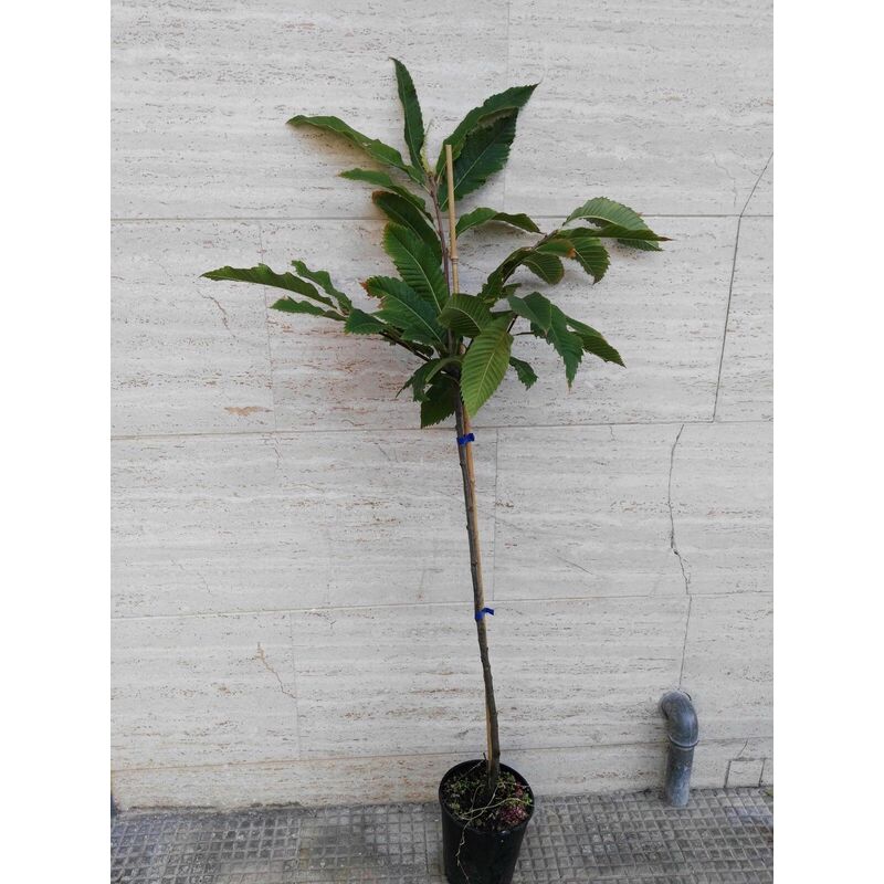 passione piante alberi da frutto pianta frutto sus | Passione piante ...