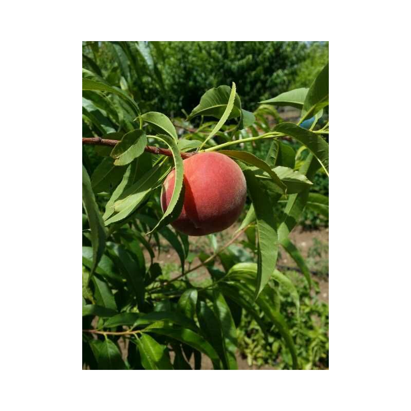 alberi da frutto pesca pesco albero da frutta dive | Alberi da frutto ...