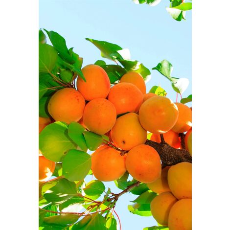 Fruit trees and bushes