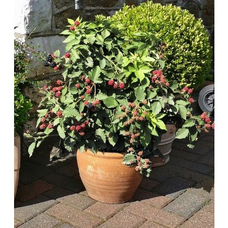 Fruit trees and bushes