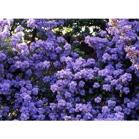 Shrubs and trees