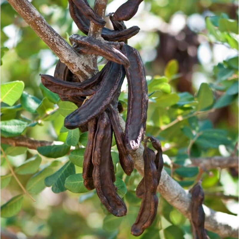 Vivaio Di Castelletto - Lagerstroemia Indica Viola 'Powhatan' Pianta In ...