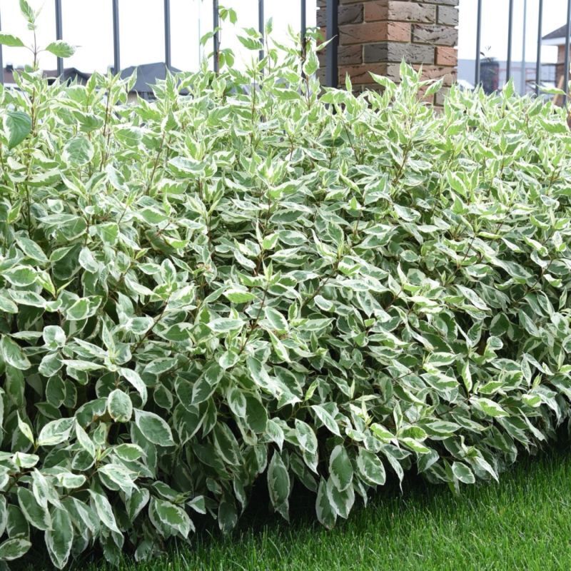 Cornouiller Blanc (Cornus Alba) - Godet - Taille 13/25cm - 62_72