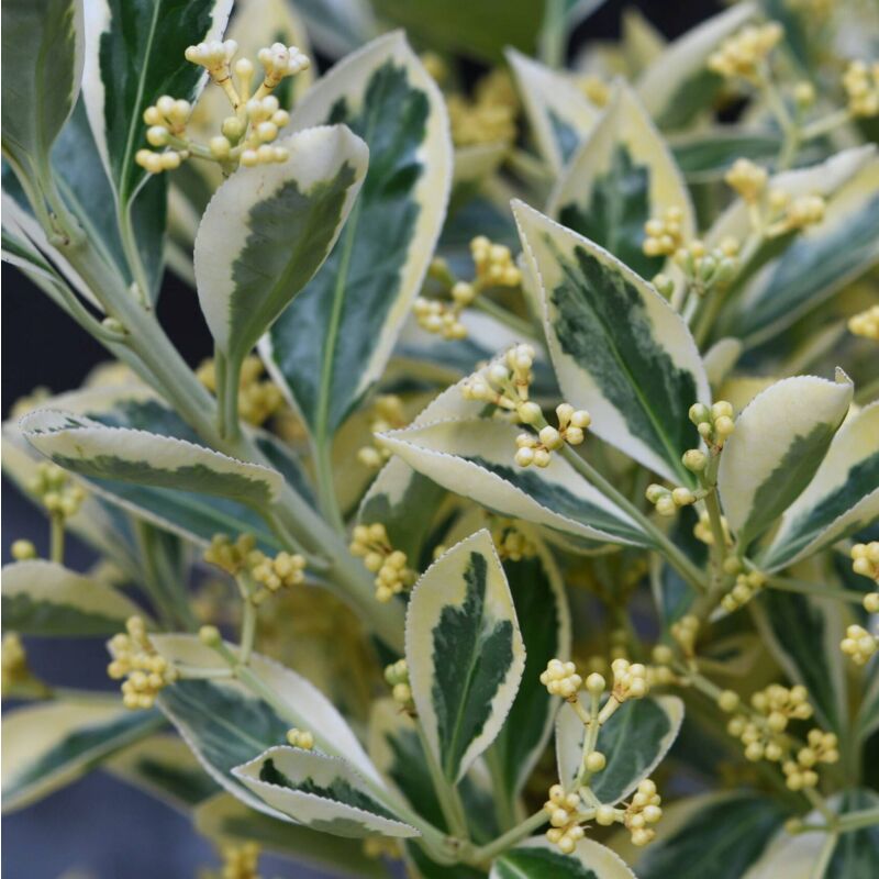 kentis euonymus japonicus bravo evonimo piante da | Kentis euonymus japonicus bravo evonimo ...