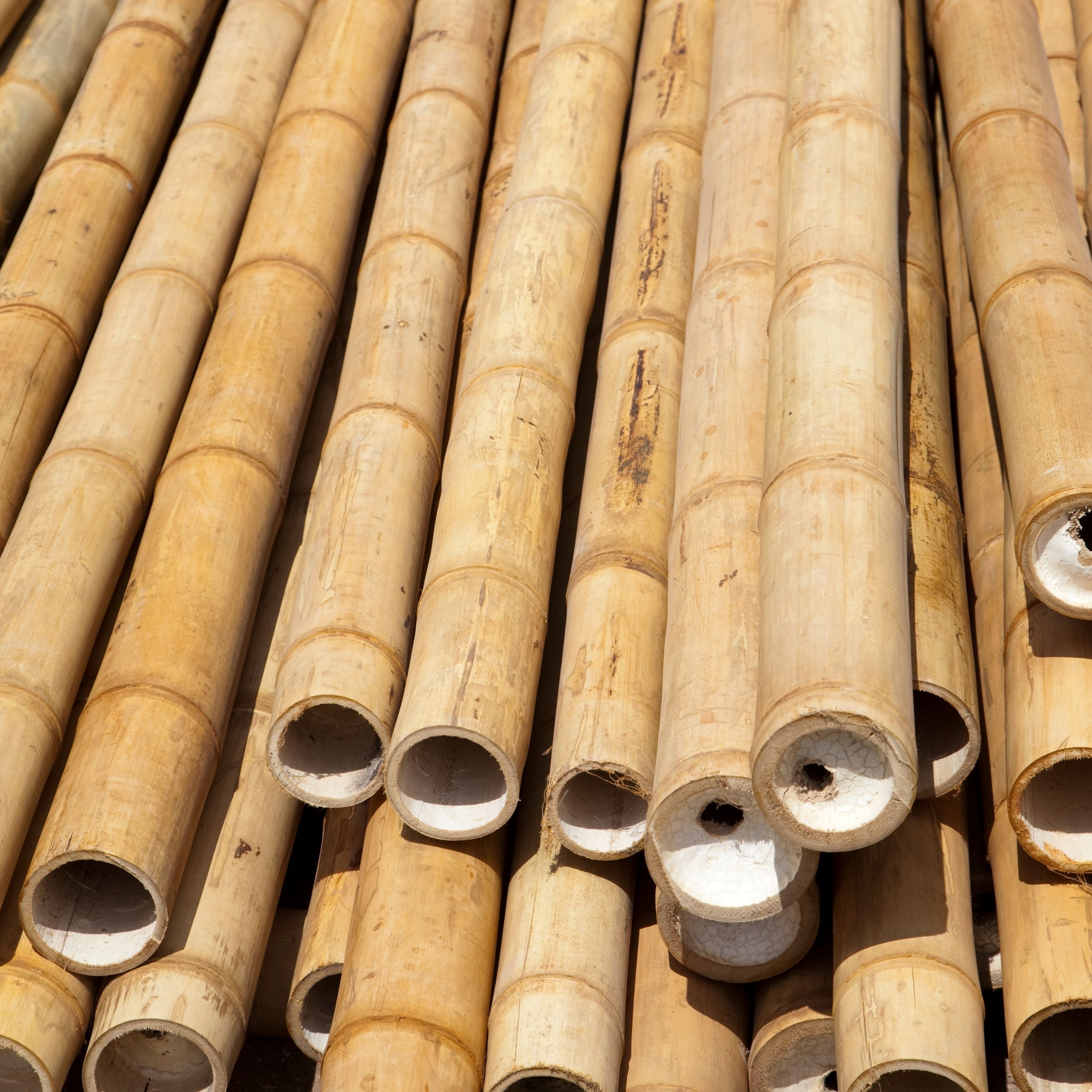 Tige de bambou BioBamboo Stick 30 cm 22-30 mm bambou