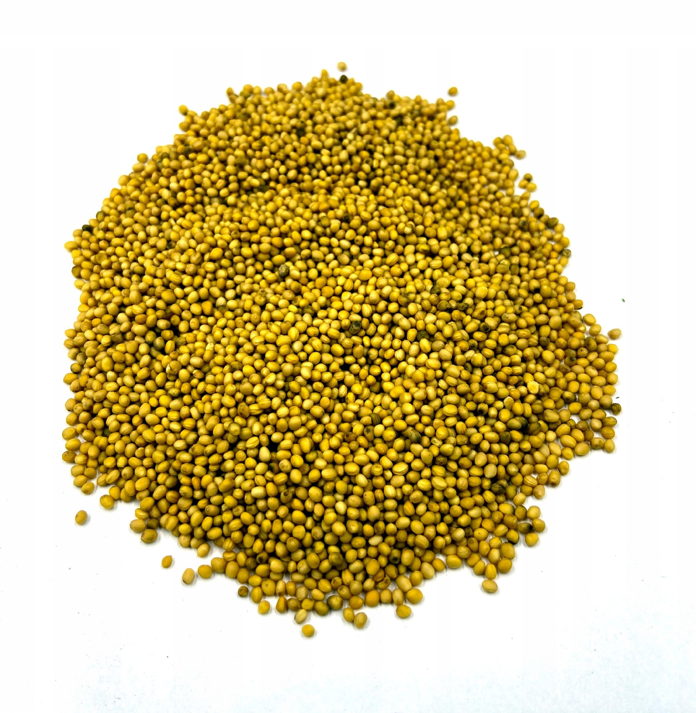 SEMI DI SENAPE GIALLA 50G 100% NATURALE ACQUISTA