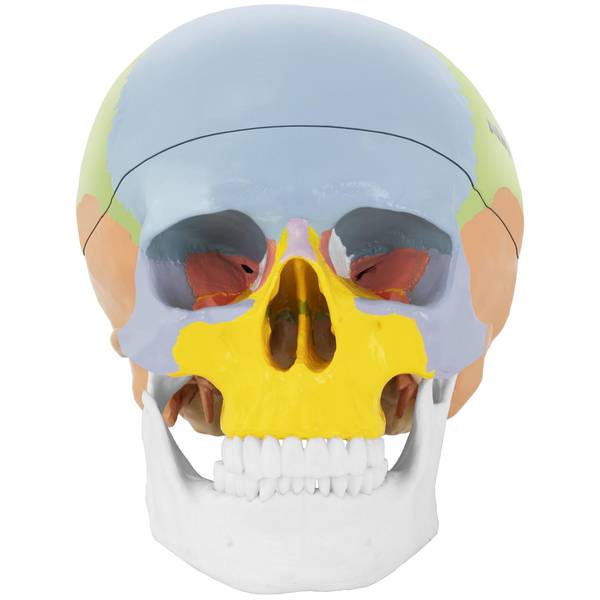 Medical Teaching And Learning Resource Replica Human Head Anatomical ...
