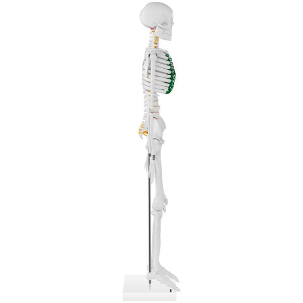 Miniature Movable Human Skeleton Model Anatomical Medical Educational ...