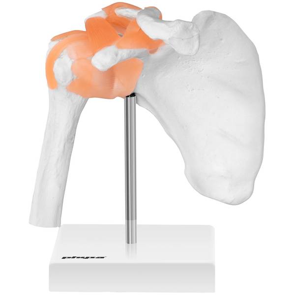 Anatomy Shoulder Model Human Shoulder Joint Model With Ligaments Base ...