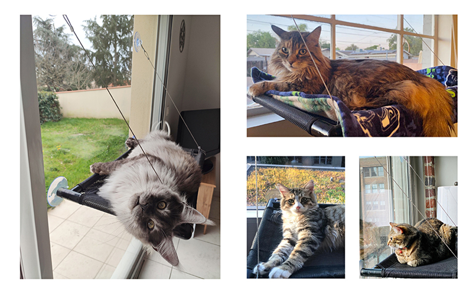 Hamac pour chat de fenêtre - adapté aux grands chats jusqu'à 25 kg ...