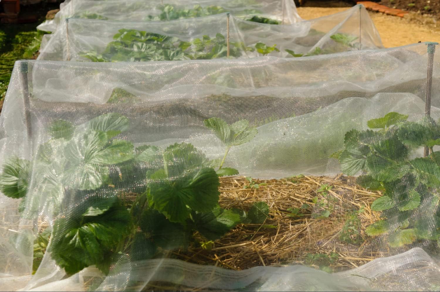 Filet anti-oiseaux et anti-insectes, Filets pour Jardin, Filet Anti ...