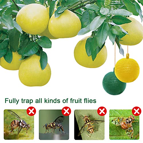 Attrape Anti Moucherons Plantes Interieur, Attrape Moucheron Cuisine ...