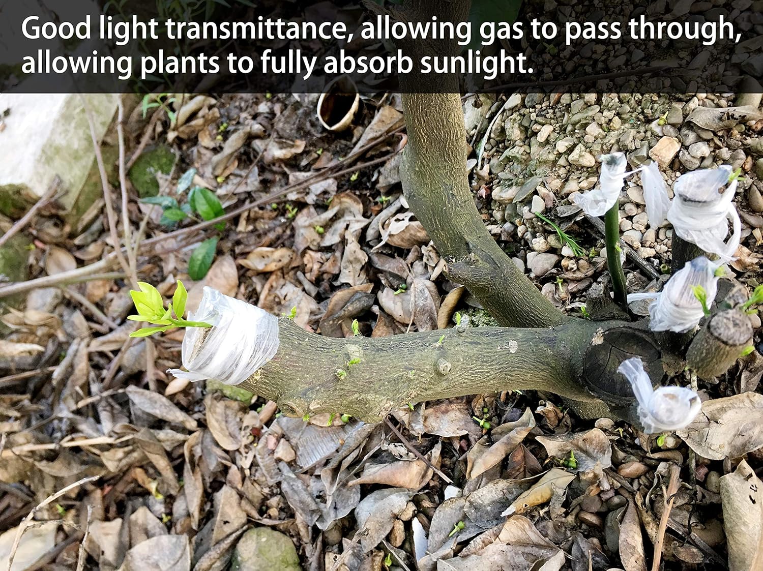 Greffage Ruban Outils de Jardin pour la Greffe d'Arbres Fruitiers