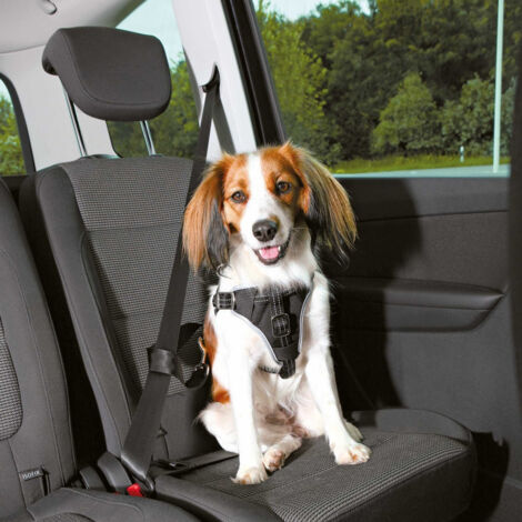 Accessoires de voiture pour chien