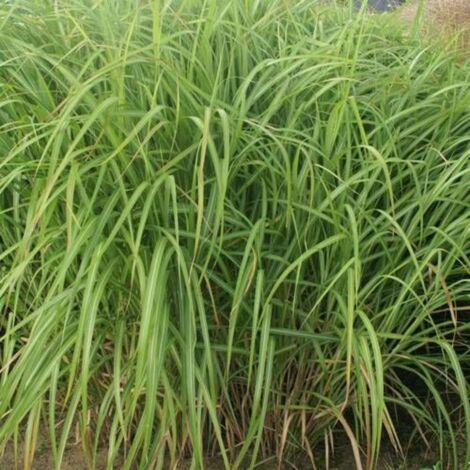 Plante vivace à feuillage et graminée