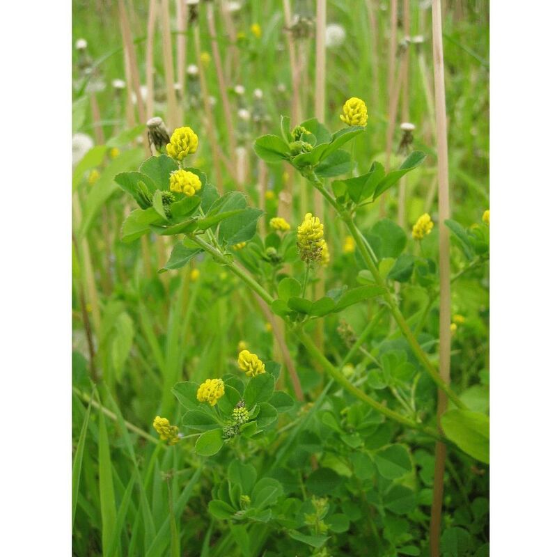 Luzerne lupuline (Medicago lupulina) 10 kg semences enrobées, luzerne ...