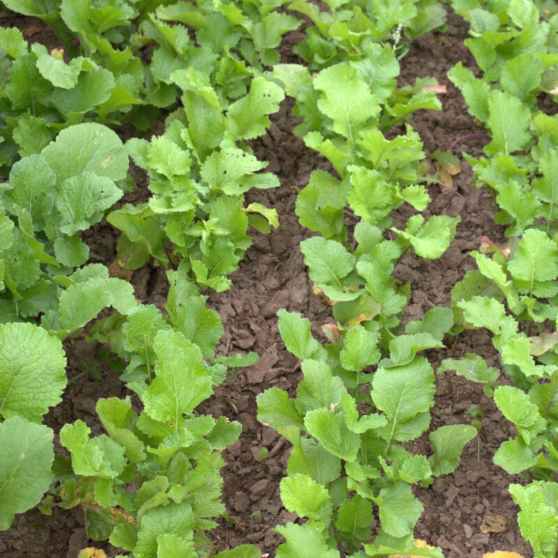 Betterave d'automne 0.5 kg Betterave blanche Betterave des champs ...