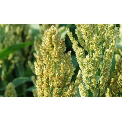 Sudangras Bovital 25 kg millet sorgho plante fourragère formation de ...