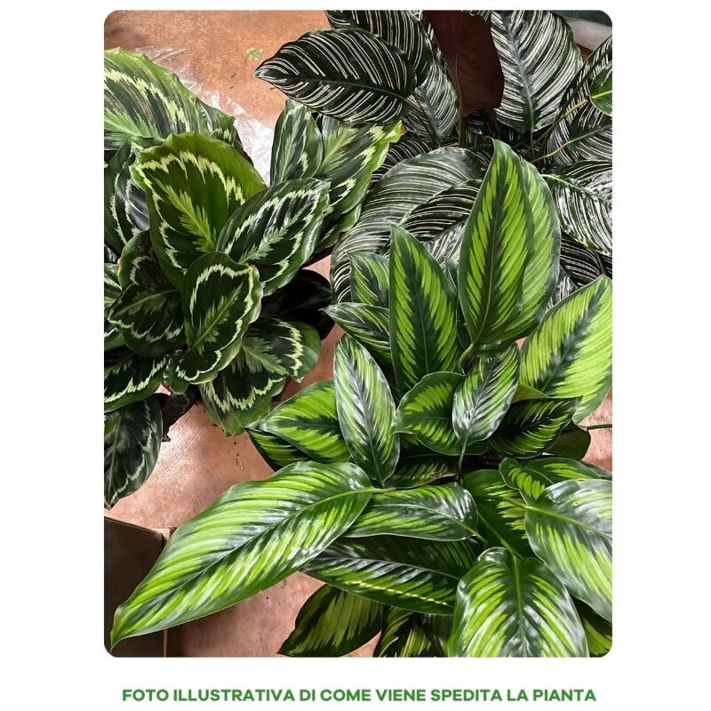 1 PIANTA DI CALATHEA IN VARIETA' IN VASO 24CM ASSORTITO DA INTERNO ...