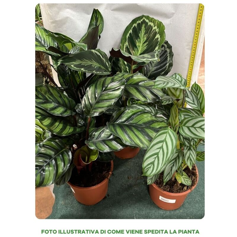 1 PIANTA DI CALATHEA IN VARIETA' IN VASO 17CM ASSORTITO DA INTERNO ...