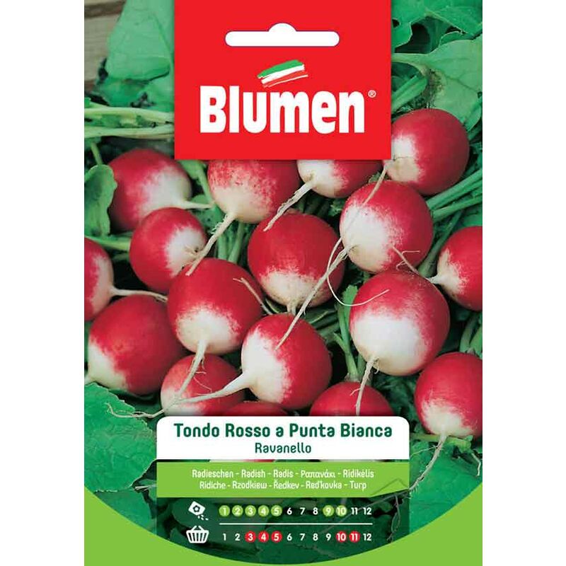 SEMI RAVANELLO ROSSO TONDO A PUNTA BIANCA BLUMEN