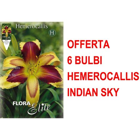 OFFERTA 6 BULBI HEMEROCALLIS INDIAN SKY BULBS BULBES