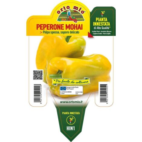 1 PIANTA IN VASO Ø14CM DI PEPERONE QUADRATO GIALLO INNESTATO ORTOMIO orto