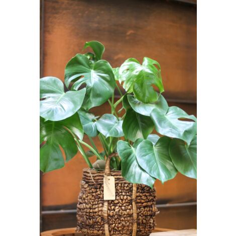 1 PIANTA DI MONSTERA DELICIOSA VASO 17CM da interno