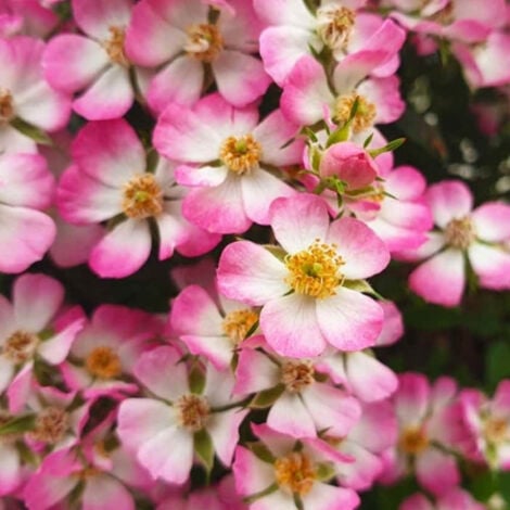 1 PIANTA DI ROSA CUTIE PIE ALPINA VASO 18CM PIANTE DA ESTERNO