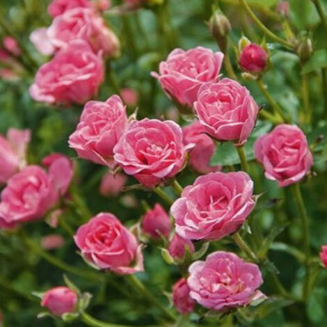 1 PIANTA DI ROSA LILLY ROSE VASO 18CM PIANTE DA ESTERNO