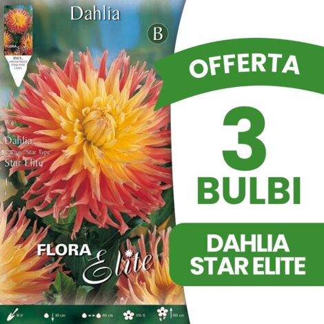 BULBI PRIMAVERILI OFFERTA 3 BULBI DALIA CACTUS STARTYPE STAR ELITE BULBS
