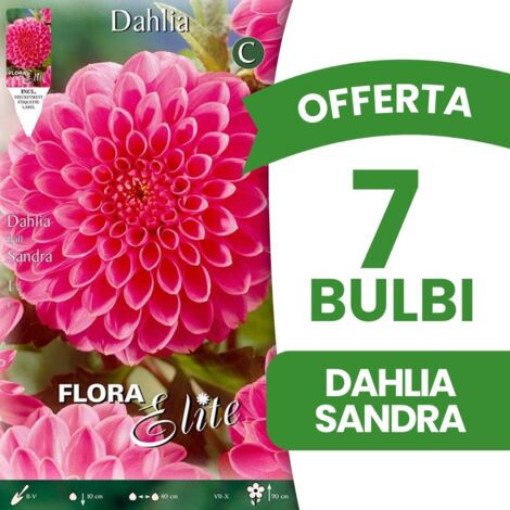 BULBI PRIMAVERILI OFFERTA 7 BULBI DALIA BALL SANDRA BULBS
