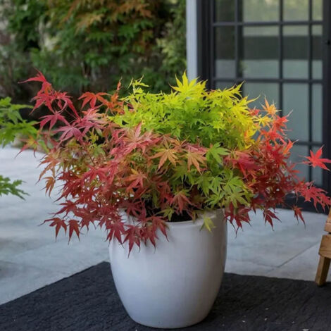 1 PIANTA DI ACERO PALMATUM FESTIVAL TRE COLORI VASO 19CM PIANTE DA ESTERNO