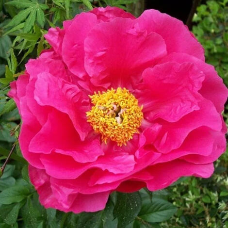 1 PIANTA DI PEONIA DEL CIRCEO PAULA FAY IN VASO 20CM, PIANTE DA ESTERNO ...