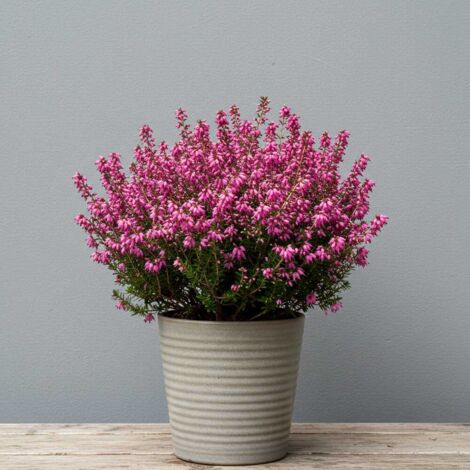 1 PIANTA DI ERICA DARLEYENSIS COLORI ASSORTITI IN VASO 13CM PIANTE DA ...