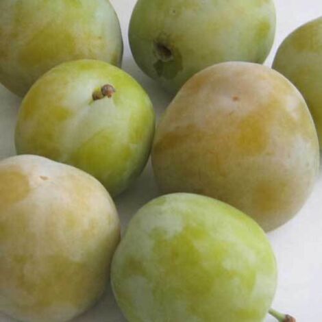 1 PIANTA DI SUSINO PRUGNA REGINA CLAUDIA VERDE ALBERO DA FRUTTO