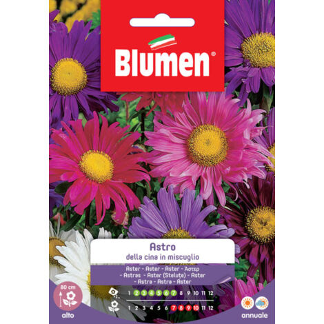 Sementi di Astro della Cina in miscuglio Blumen semi seeds giardino ...
