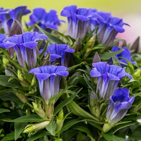 1 PIANTA DI GENTIANA SCABRA IN VASO 10CM