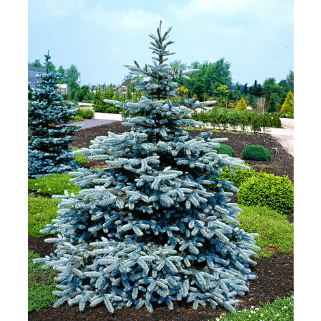 1 PIANTA DI PICEA PINO ARGENTATO IN VASO 26CM CONIFERA NANA