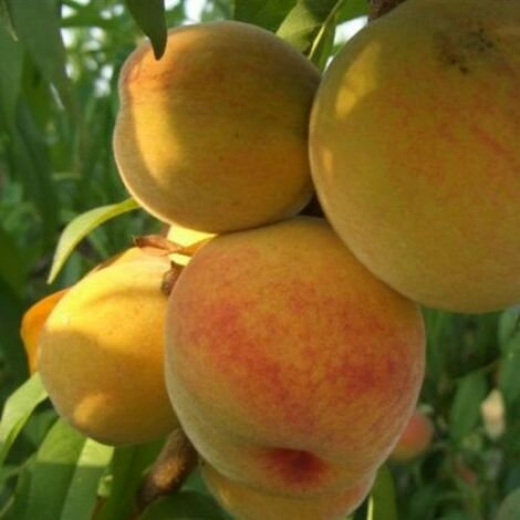 1 PIANTA DI PERCOCO BABY GOLD 7 IN VASO 20CM MATURA A LUGLIO