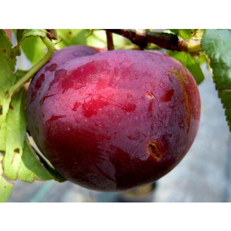 1 PIANTA DI SUSINO ANGELENO IN VASO 20CM PRUGNA ANGELENO MATURA A SETTEMBRE