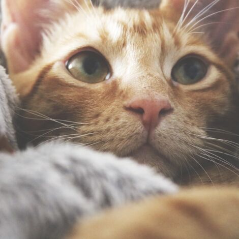 SEPICAT COMPACT ULTRA 5 LITRES OFFRE EXCLUSIVE