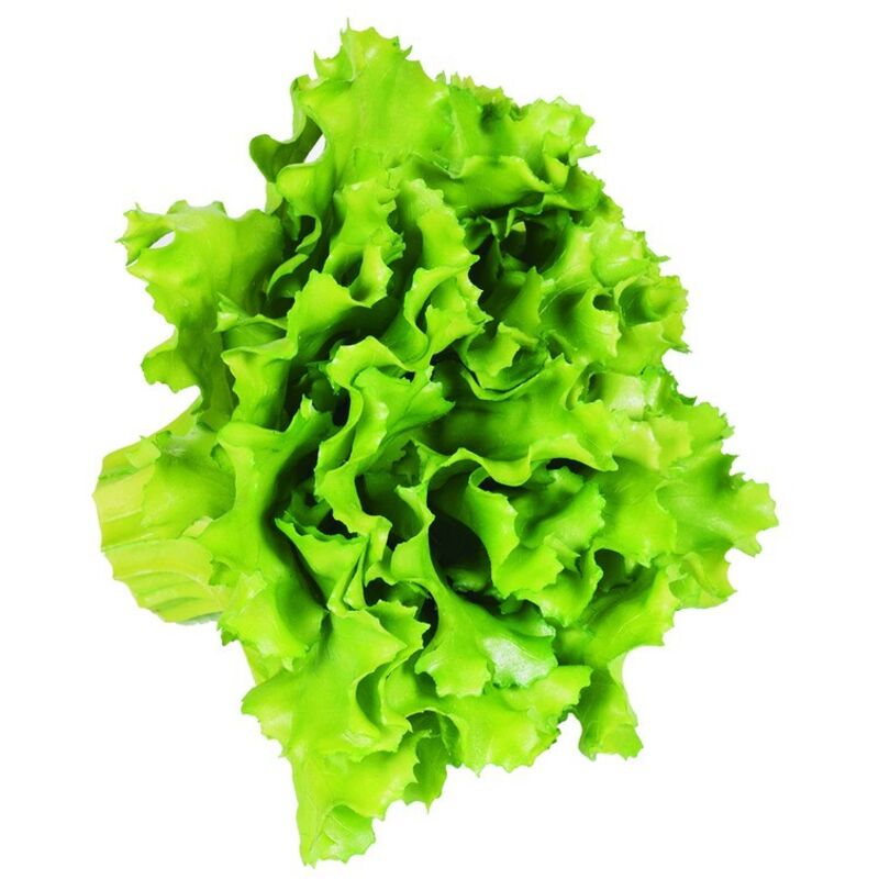 LECHUGA ROBLE