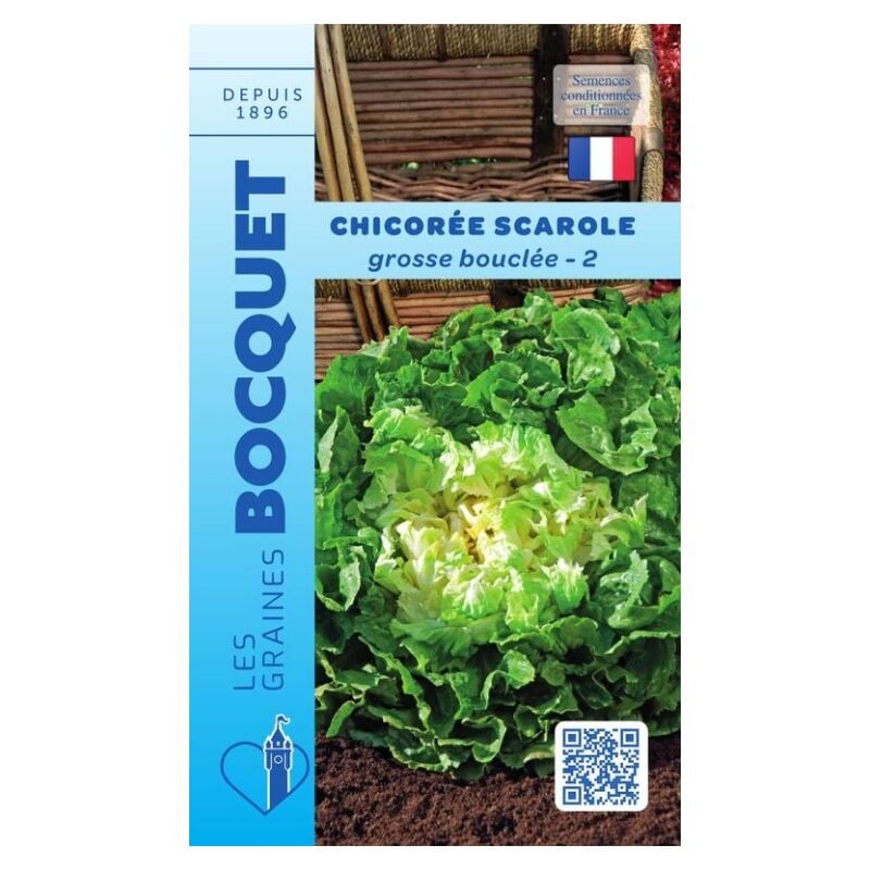 Chicorée scarole grosse bouclée 2 - 4g