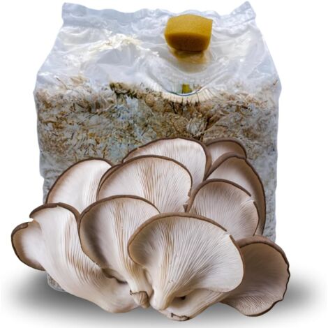 acquaverde Kit Coltivazione Funghi Panetto Pleurotus Ostreatus 3 Kg ...