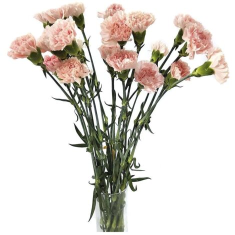 JARDIN202 - Clavel Colombiano Flor Natural Ramo de 20 tallos 65cm de ...