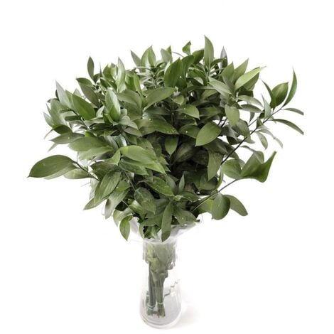 Ruscus Flor Natural Ramo de 50 tallos Verde 80cm de alto