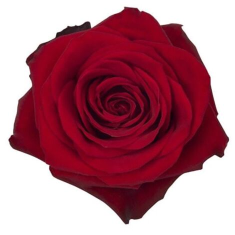 JARDIN202 - Rosas Variadas Flor Natural Ramo de 25 tallos 60cm de alto ...