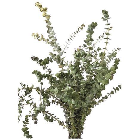 Eucaliptus Baby Blue Flor Natural Ramo de 5 tallos Verde 30cm de alto